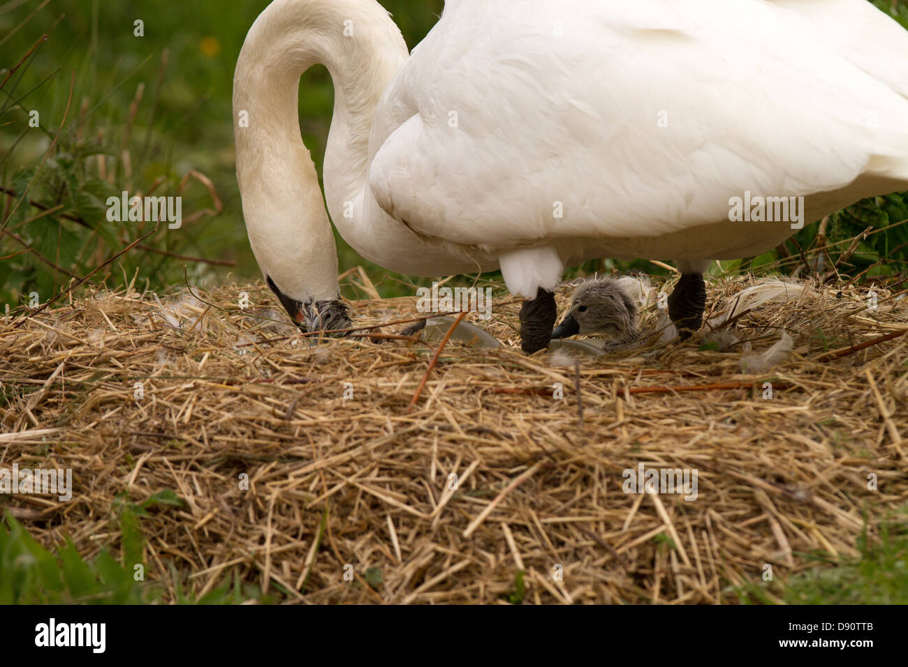 Mother helps cygnet as it hatches Stock Photo - Alamy