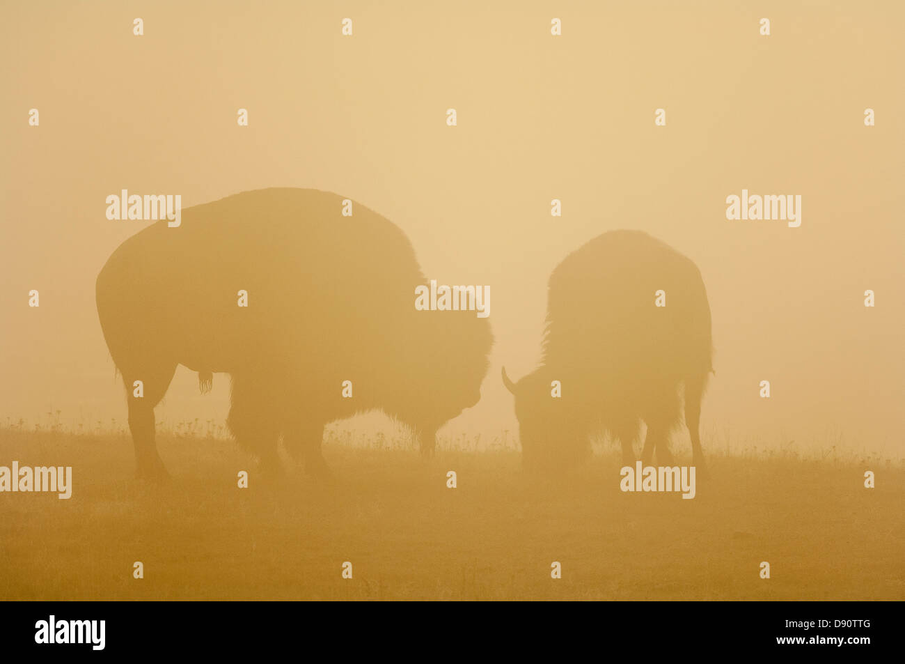 Sunrise colors early-morning fog as a pair of bison graze in the Hayden ...