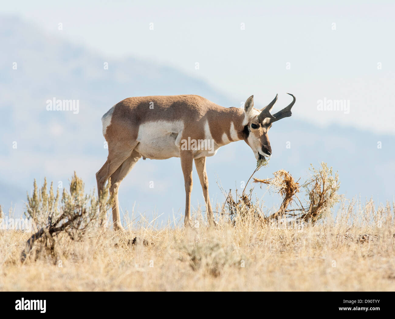 A buck pronghorn antelope grazes on sage brush in the Lamar Valley of ...