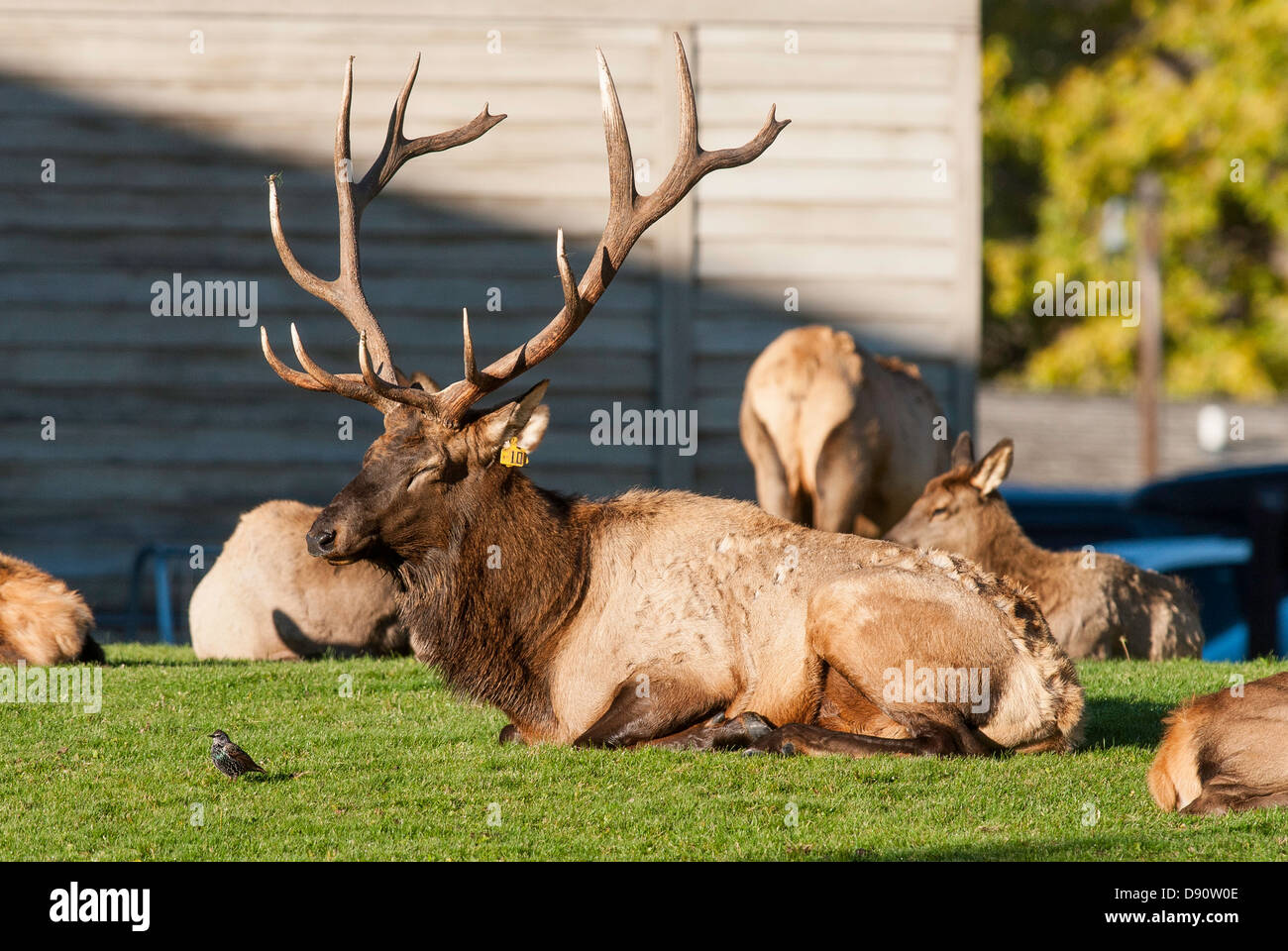 A bull elk rests with his harem on the lawns at Mammoth Hot Springs in ...
