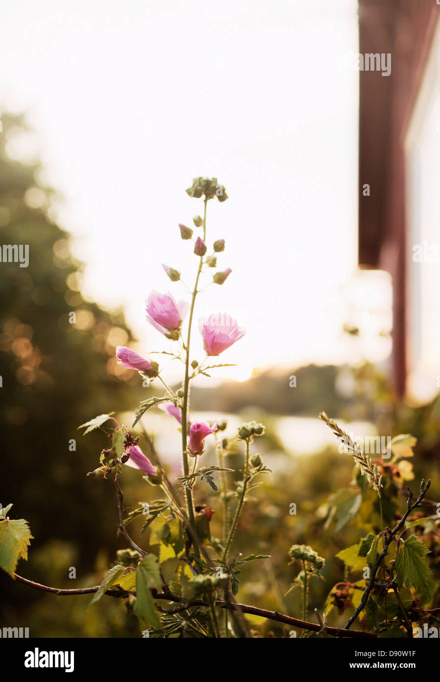 Light pink vertical hi-res stock photography and images - Alamy
