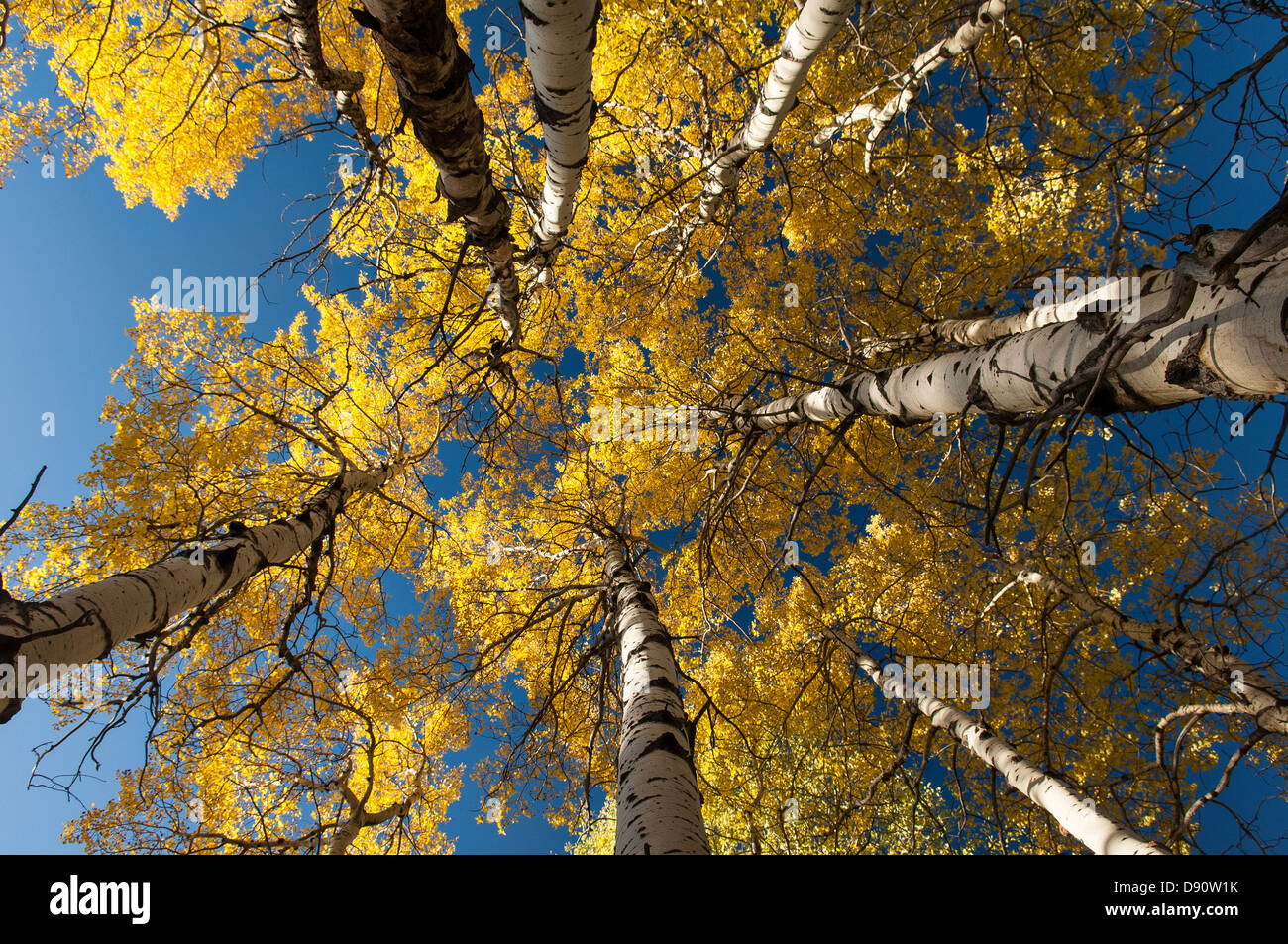 Aspen trees glow yellow beneath a blue fall sky in northern Yellowstone ...