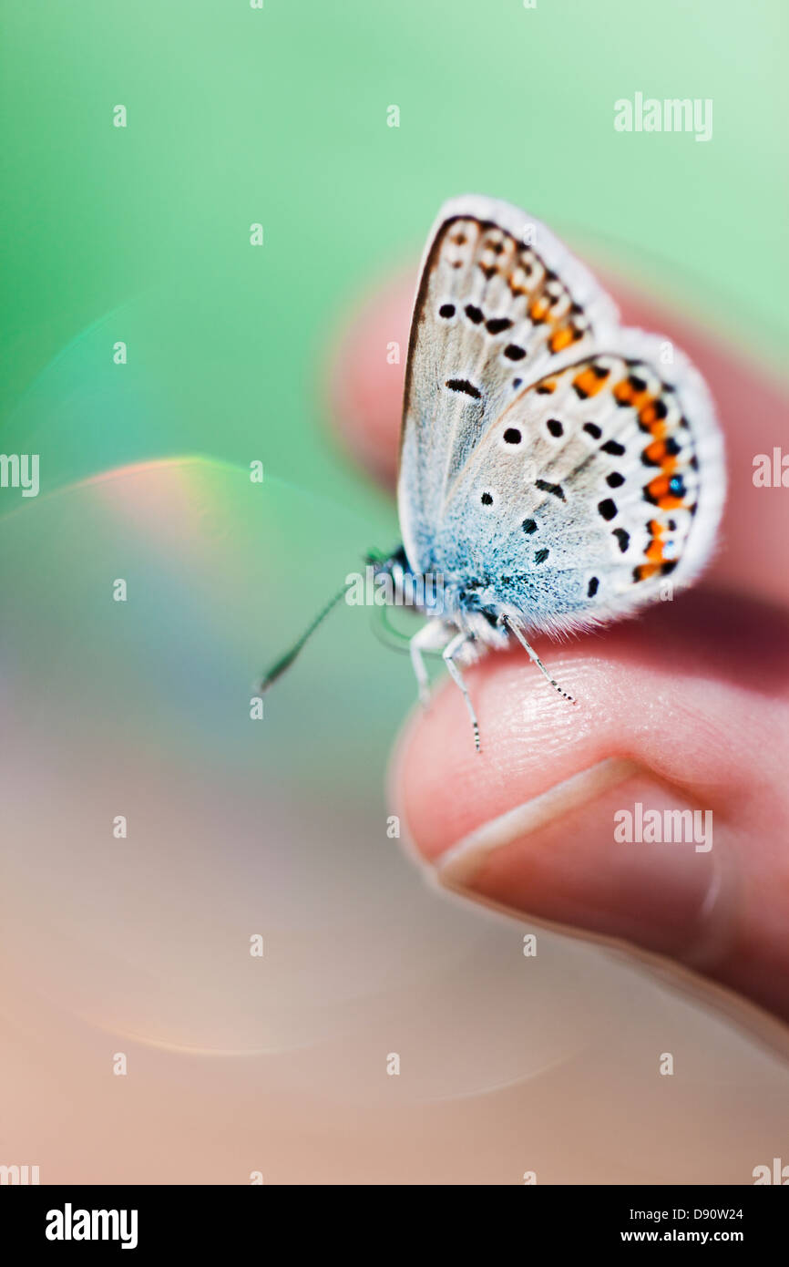 Butterfly sitting hi-res stock photography and images - Alamy