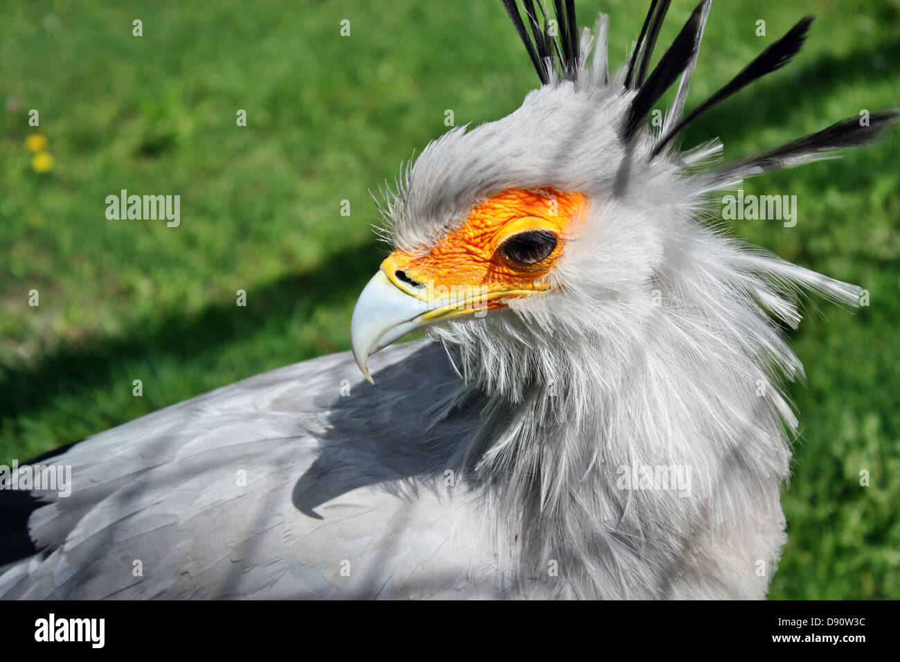 Secretary bird beauty hi-res stock photography and images - Alamy