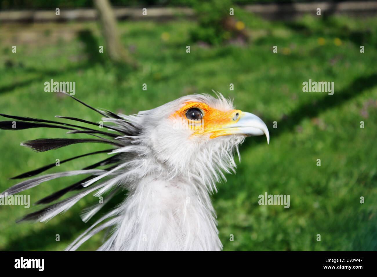 Secretary bird beauty hi-res stock photography and images - Alamy