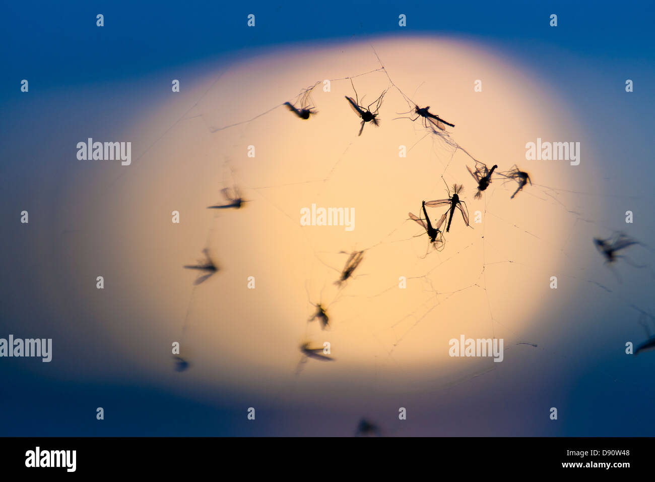 Mosquitoes hi-res stock photography and images - Alamy