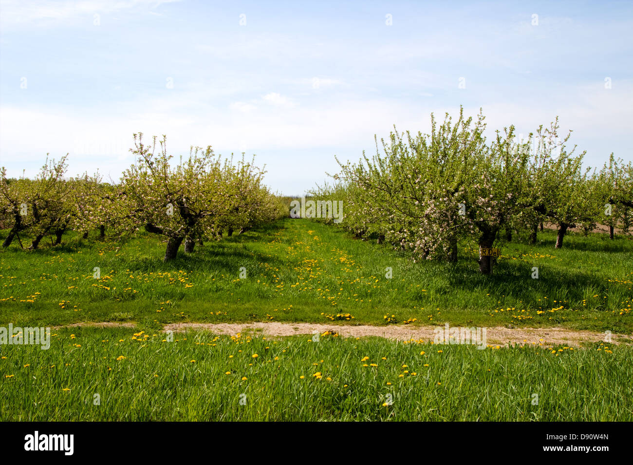 Apple orchard in bloom. Spring has arrived Stock Photo - Alamy