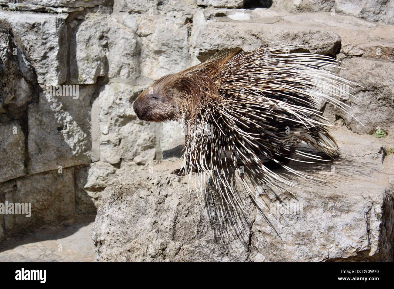 Porcupine with sharp spines Stock Photo - Alamy
