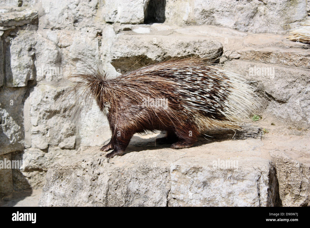 Porcupine rocks hi-res stock photography and images - Alamy