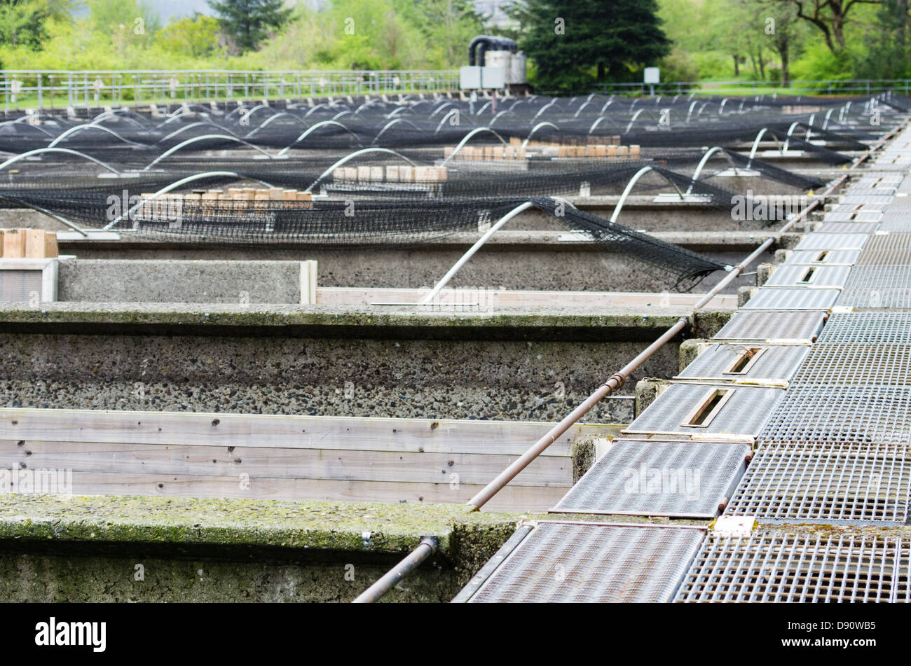 Salmon hatchery historical hi-res stock photography and images - Alamy