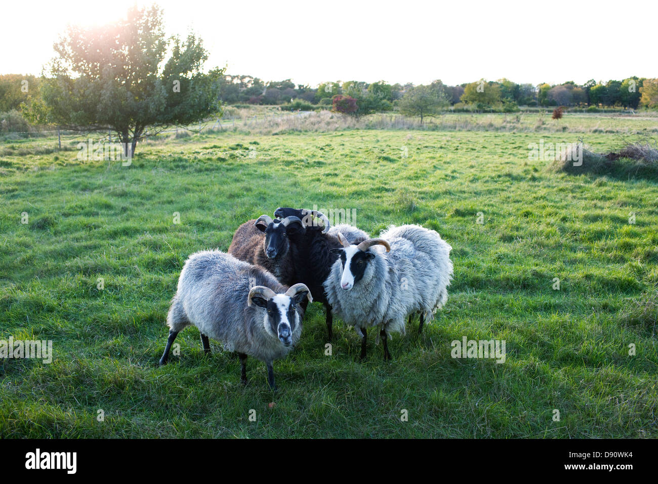 Four sheep on pasture Stock Photo - Alamy