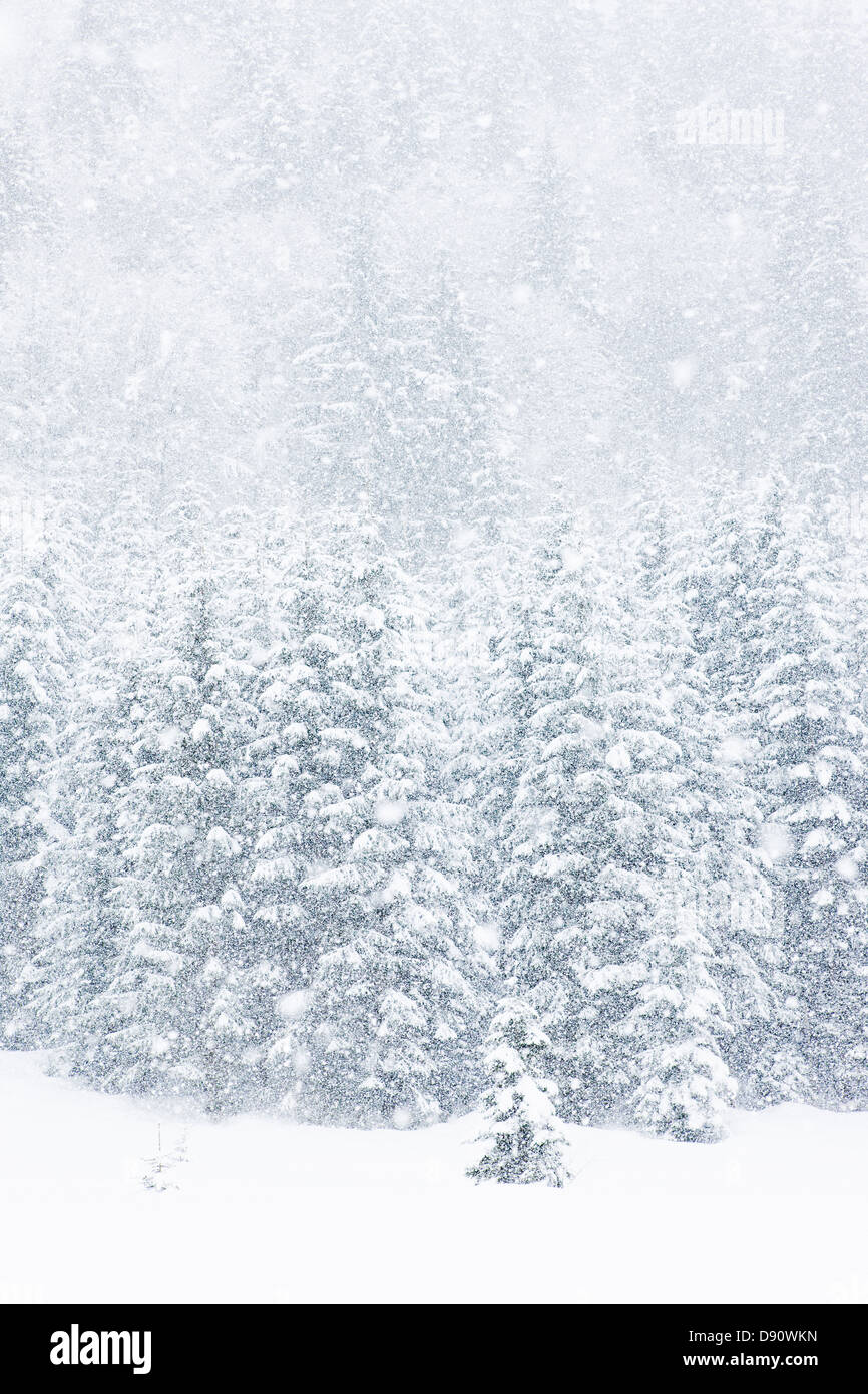 Scenic winter forest hi-res stock photography and images - Alamy