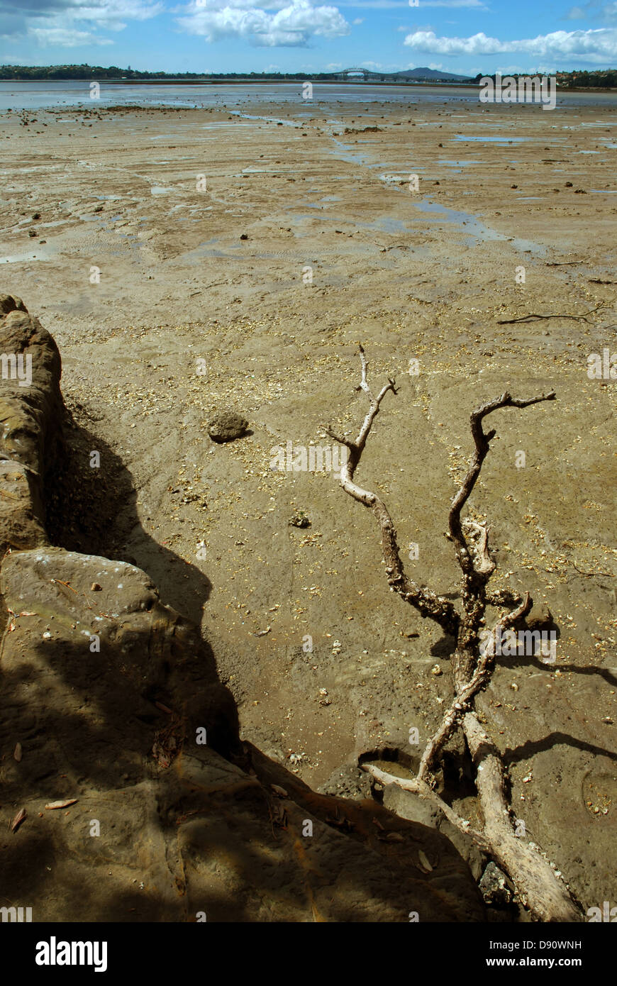 Beach at Kauri Point Centennial Park, Auckland, New Zealand Stock Photo ...