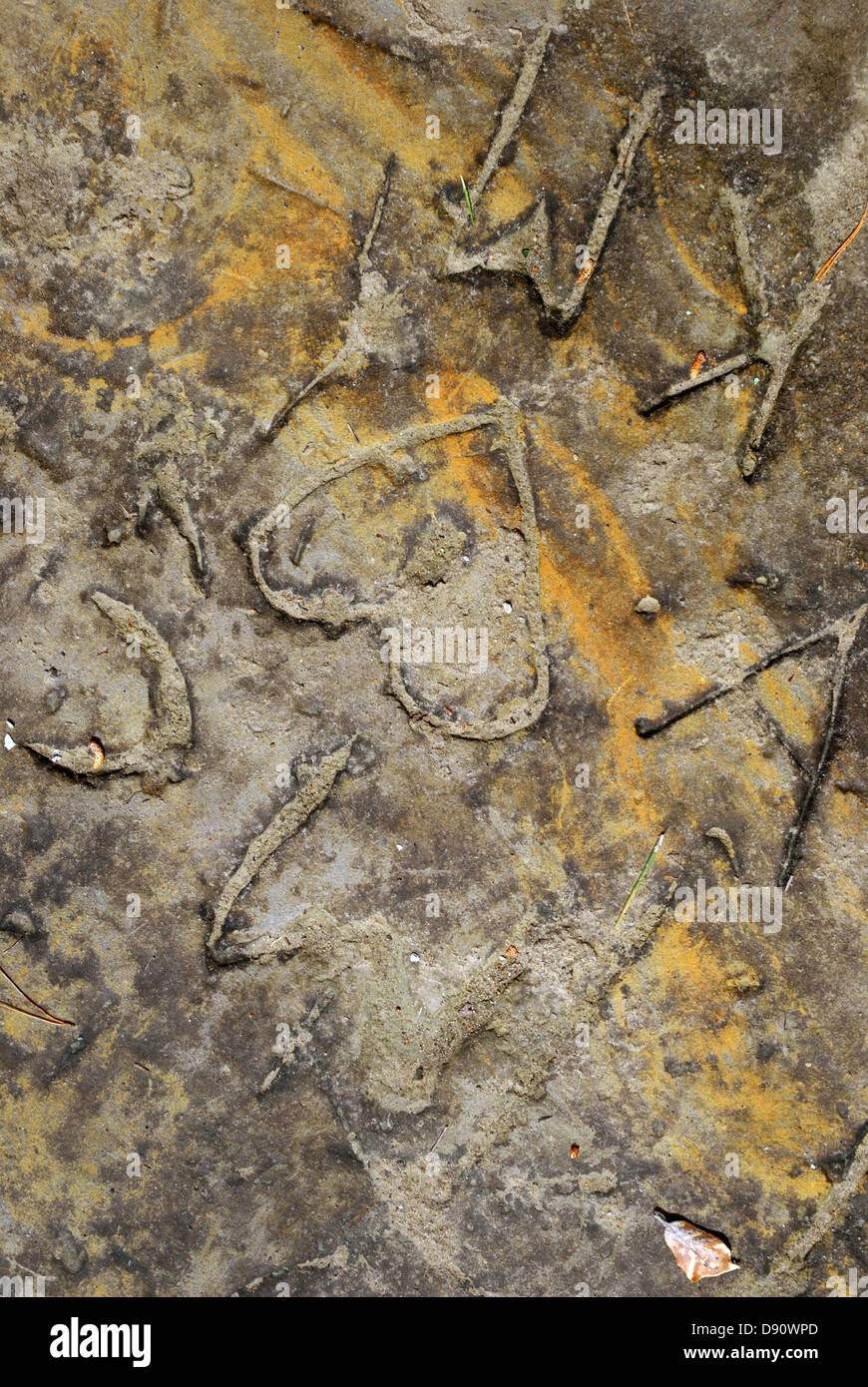Beach at Kauri Point Centennial Park, Auckland, New Zealand Stock Photo ...