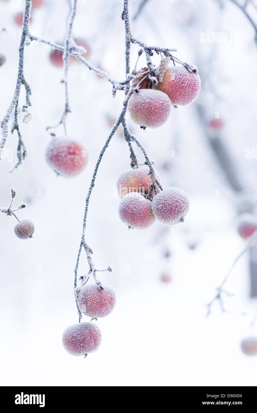 Frosted apples on branch Stock Photo - Alamy