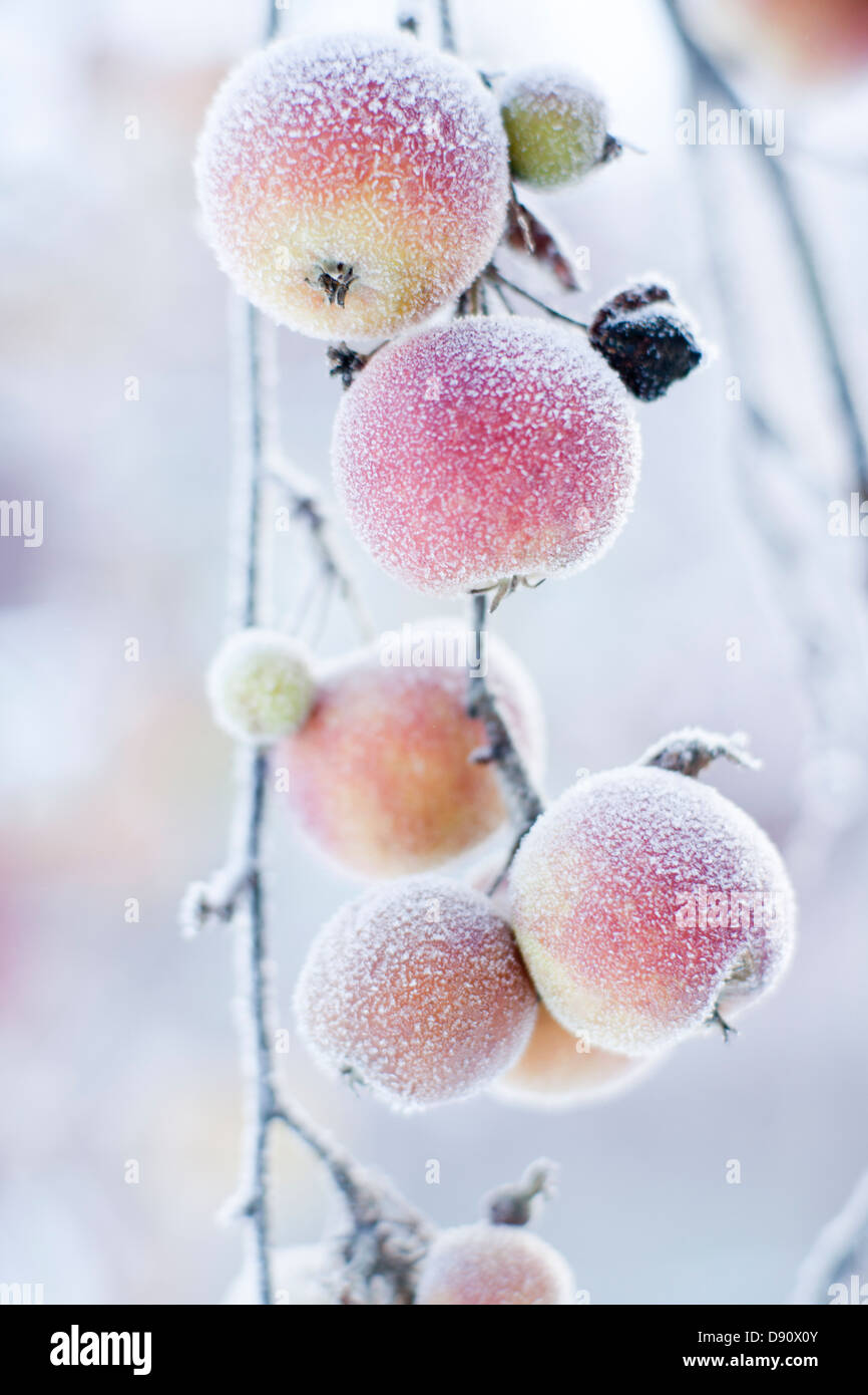 Frosted apple tree hi-res stock photography and images - Alamy