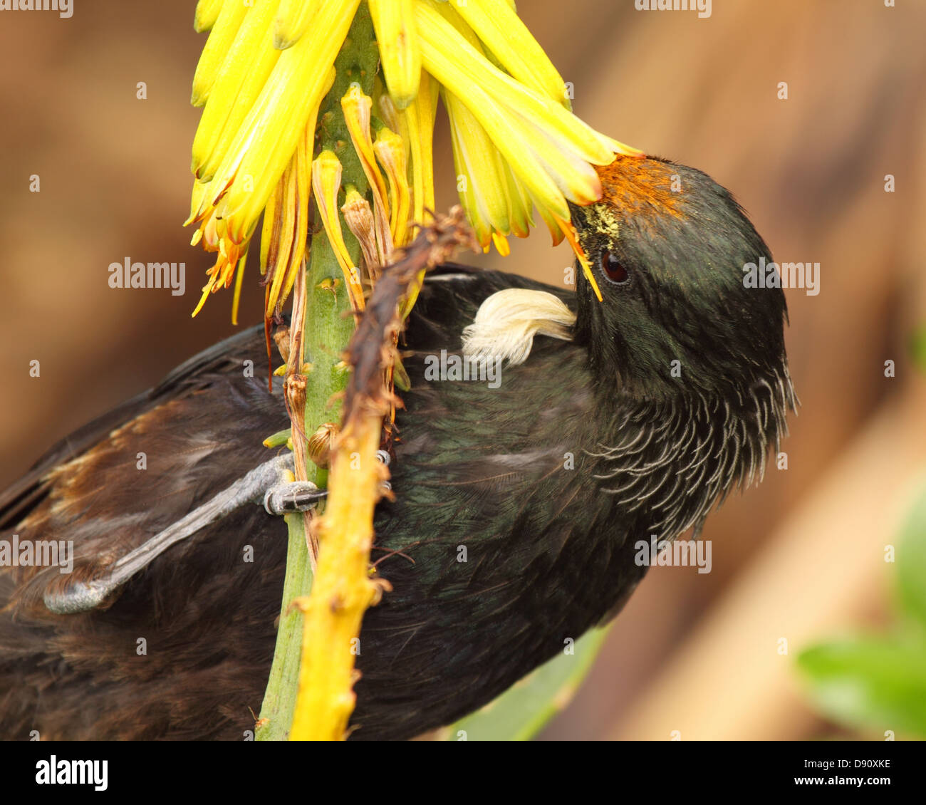 Tui feeding hi-res stock photography and images - Alamy