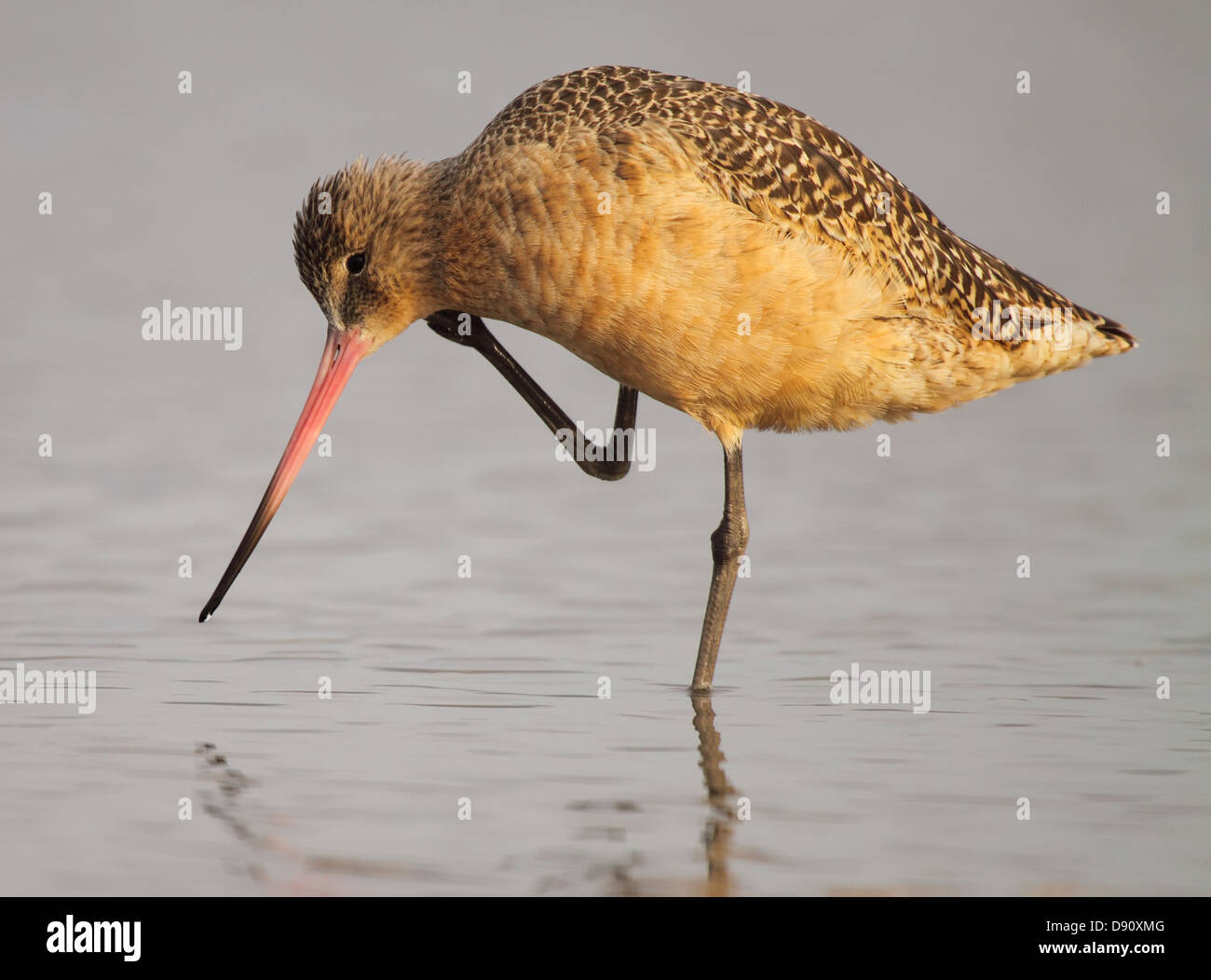 Scratching Behind The Ear High Resolution Stock Photography and Images ...