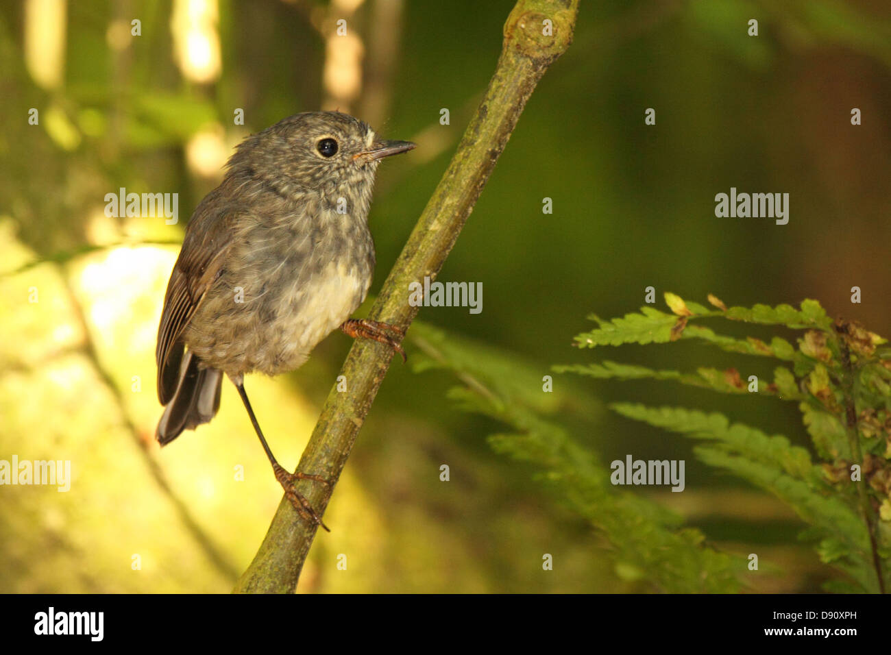 New Zealand Robin on a horizontal perch Stock Photo - Alamy