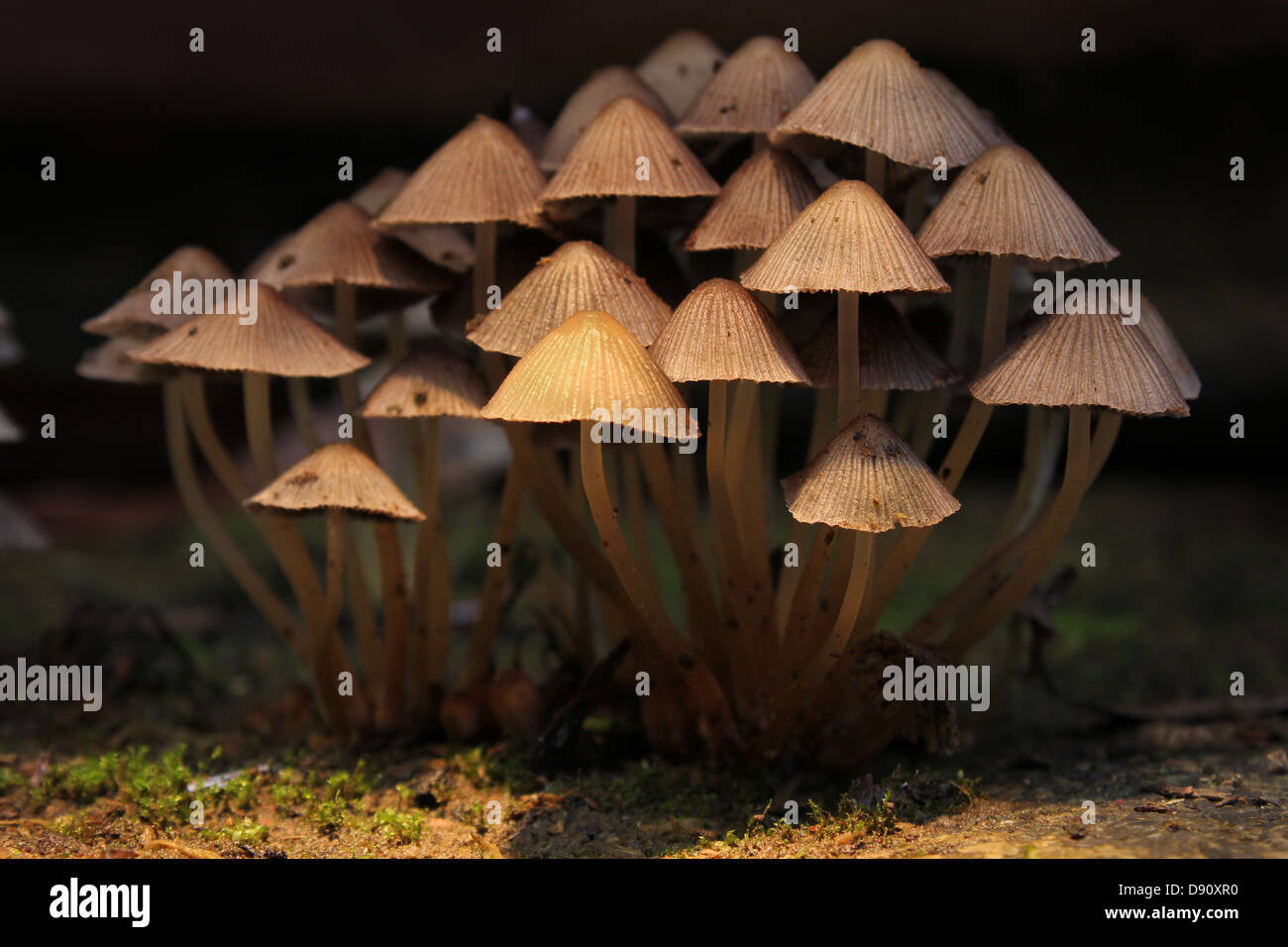 Clump of mushroom hi-res stock photography and images - Alamy