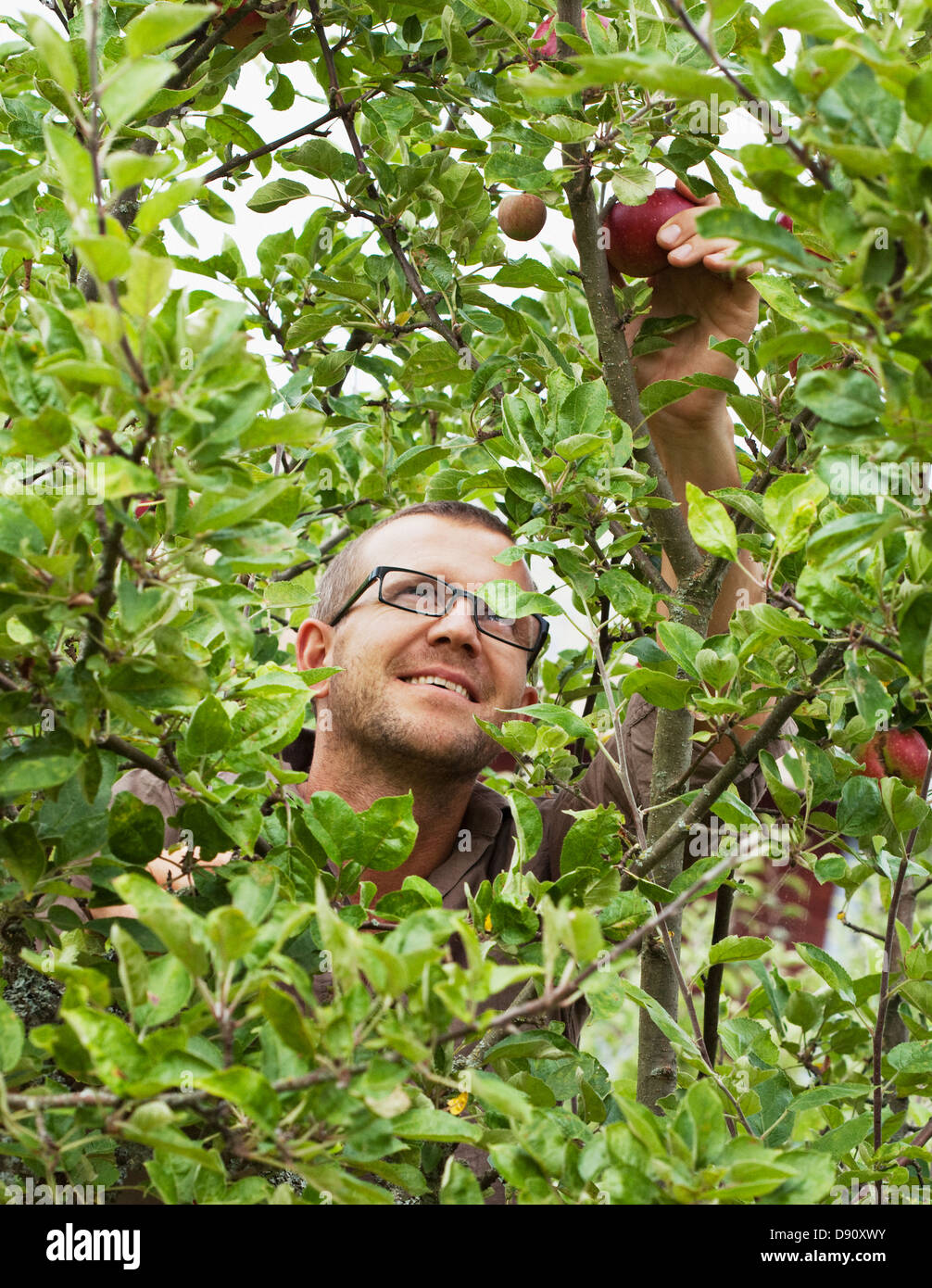 Man picking apples Stock Photo - Alamy