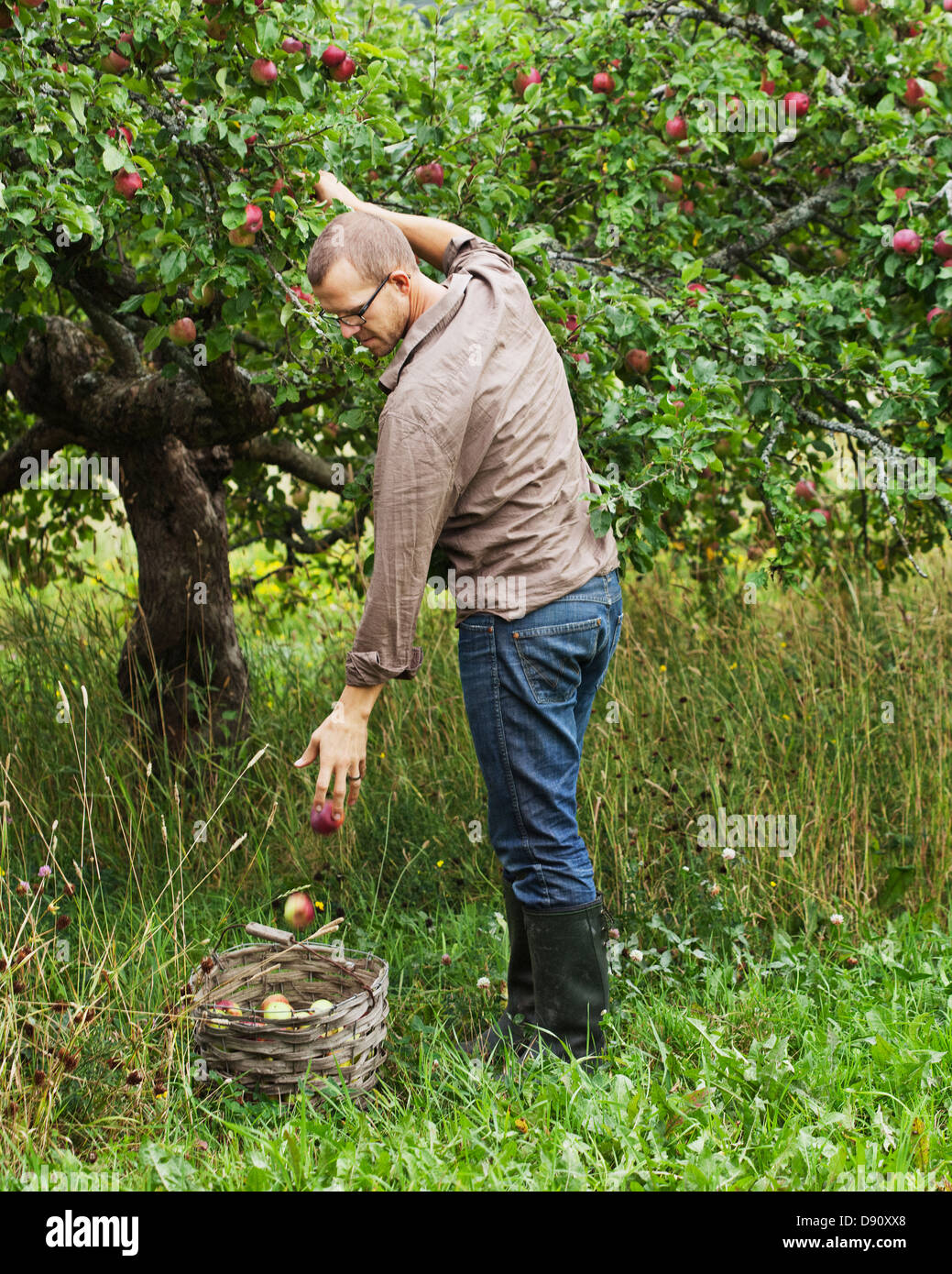 Man picking apples Stock Photo - Alamy