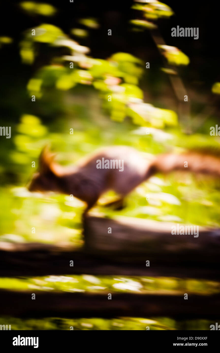 A squirrel in movement Stock Photo - Alamy
