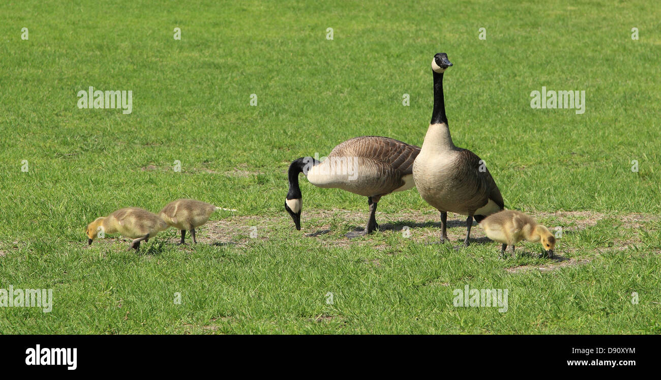 A family of five Canadian geese grazing in a field Stock Photo - Alamy