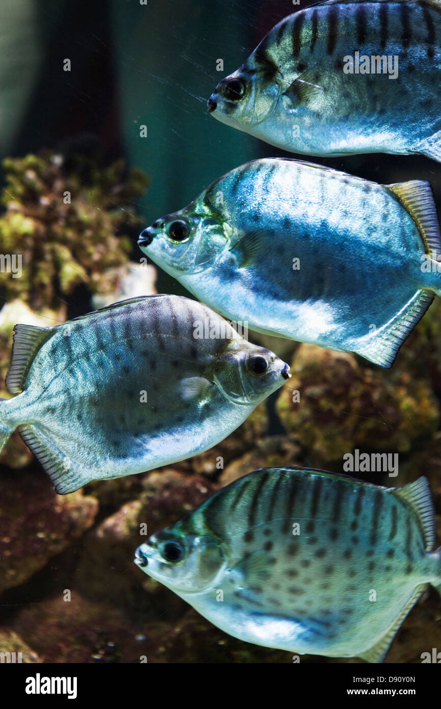 Fish under the water, Majorca Stock Photo - Alamy