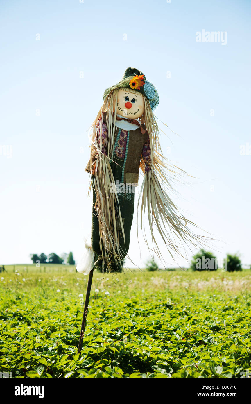 Funny scarecrow on field Stock Photo - Alamy