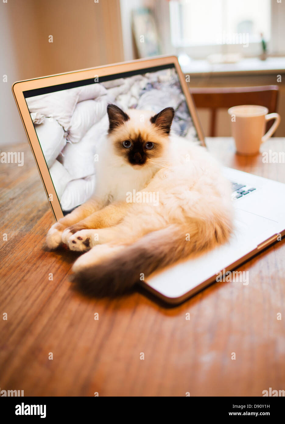 Cat lying on laptop on desk Stock Photo - Alamy