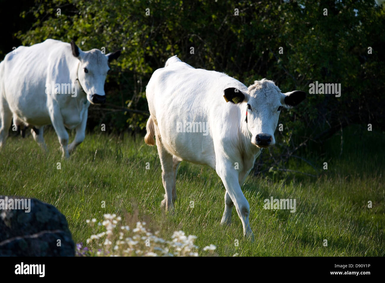 Two cows, Sweden Stock Photo - Alamy