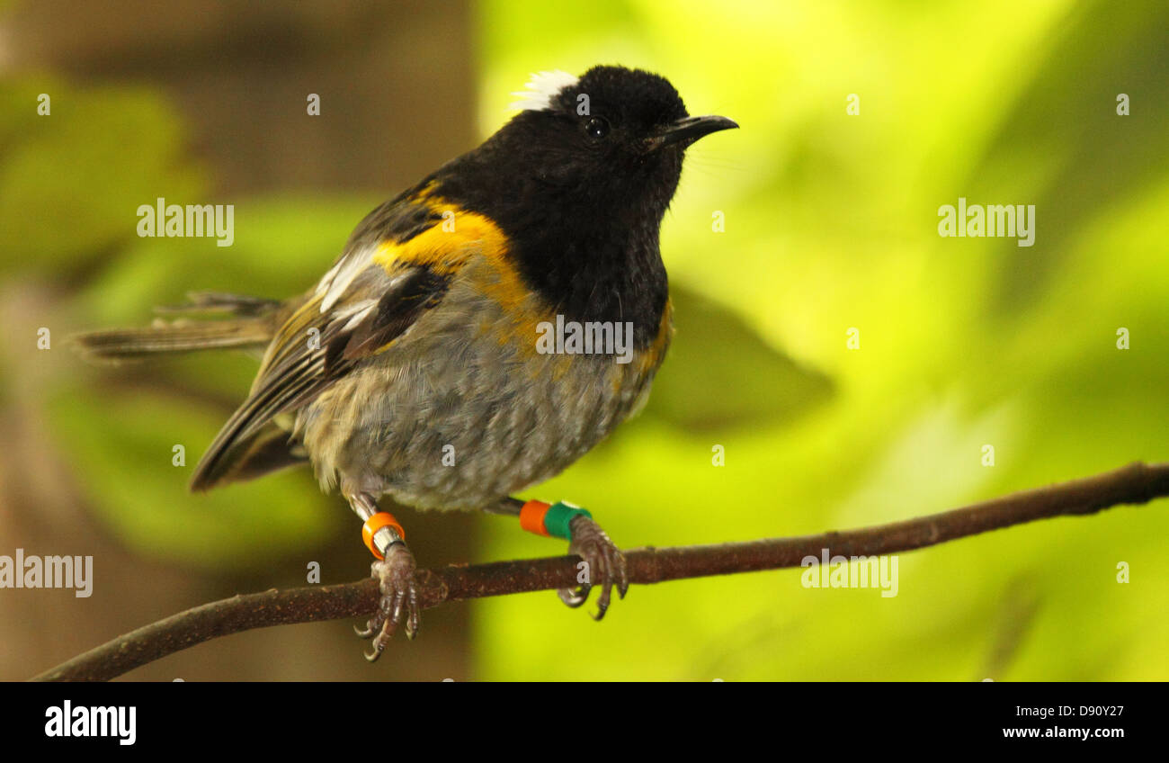 Hihi Bird High Resolution Stock Photography and Images - Alamy