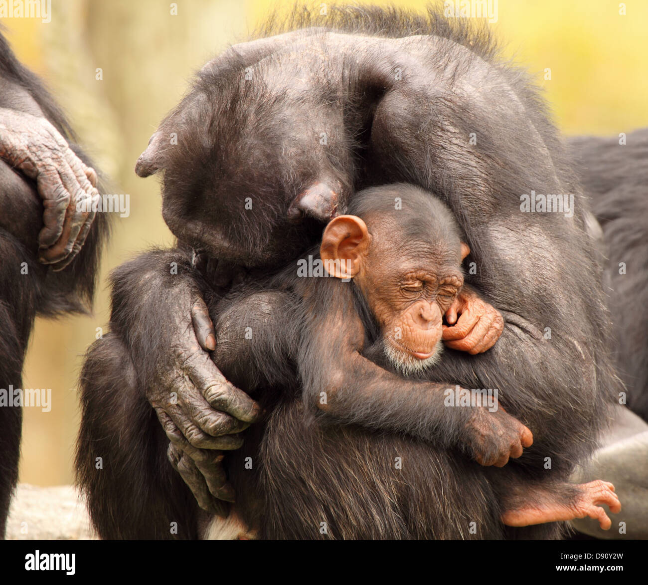 Chimpanzee Baby And Mom