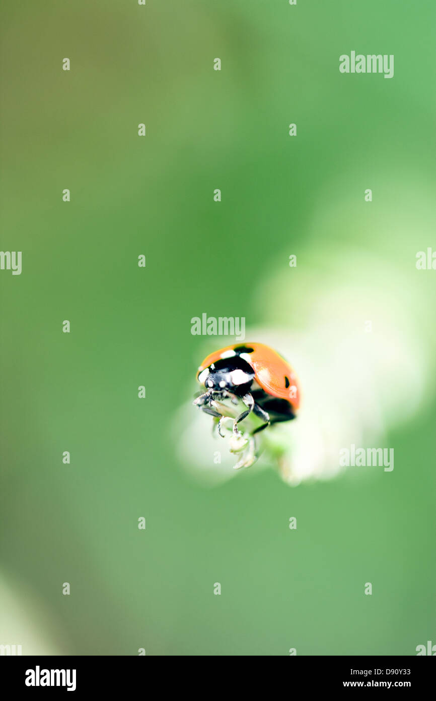 Ladybird close up hi-res stock photography and images - Alamy