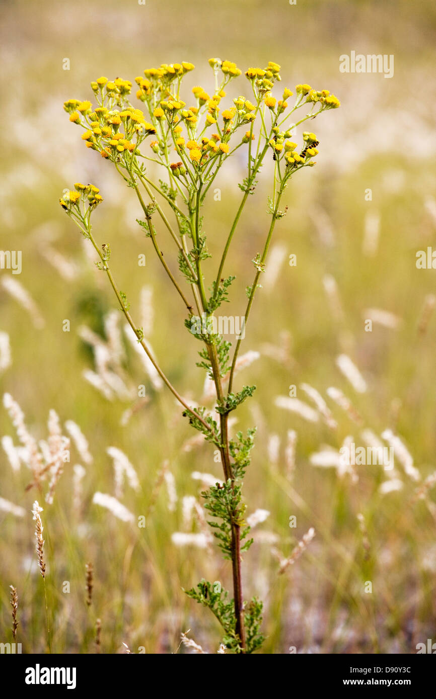 A yellow flower, Gotland, Sweden Stock Photo - Alamy