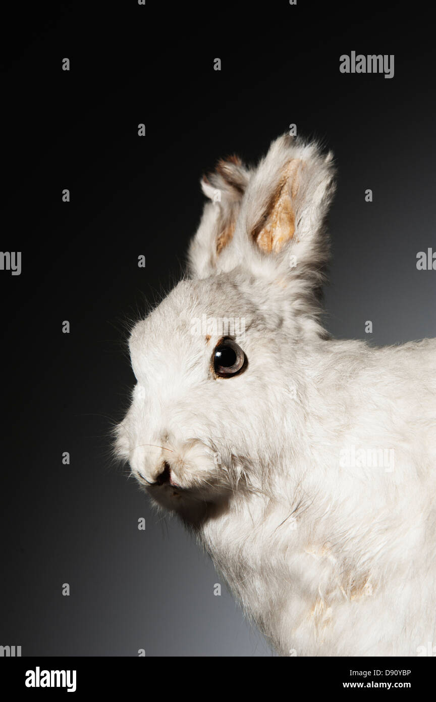 Shot rabbit hi-res stock photography and images - Alamy