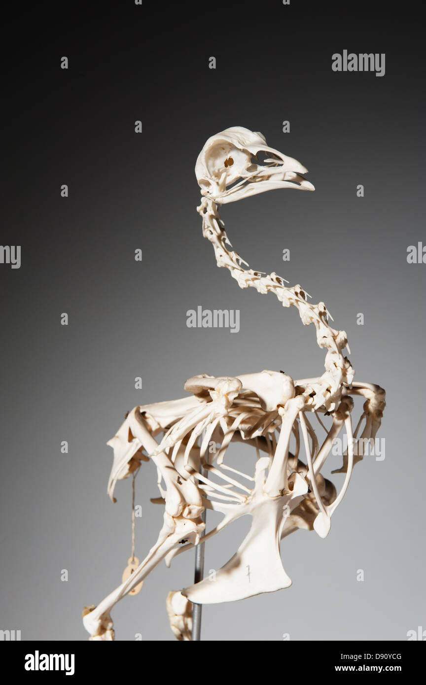 Hen anatomy hi-res stock photography and images - Alamy