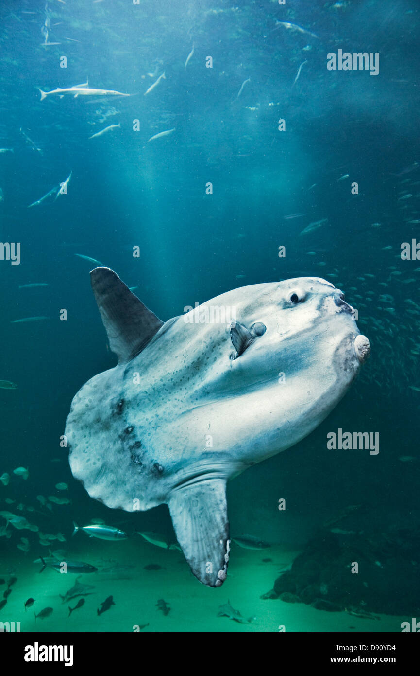 Sunfish hi-res stock photography and images - Alamy