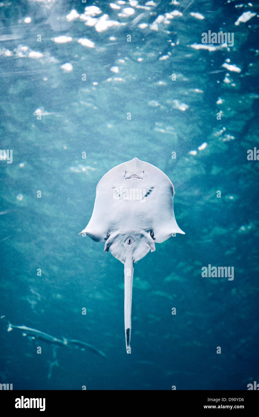 Stingray mouth hi-res stock photography and images - Alamy