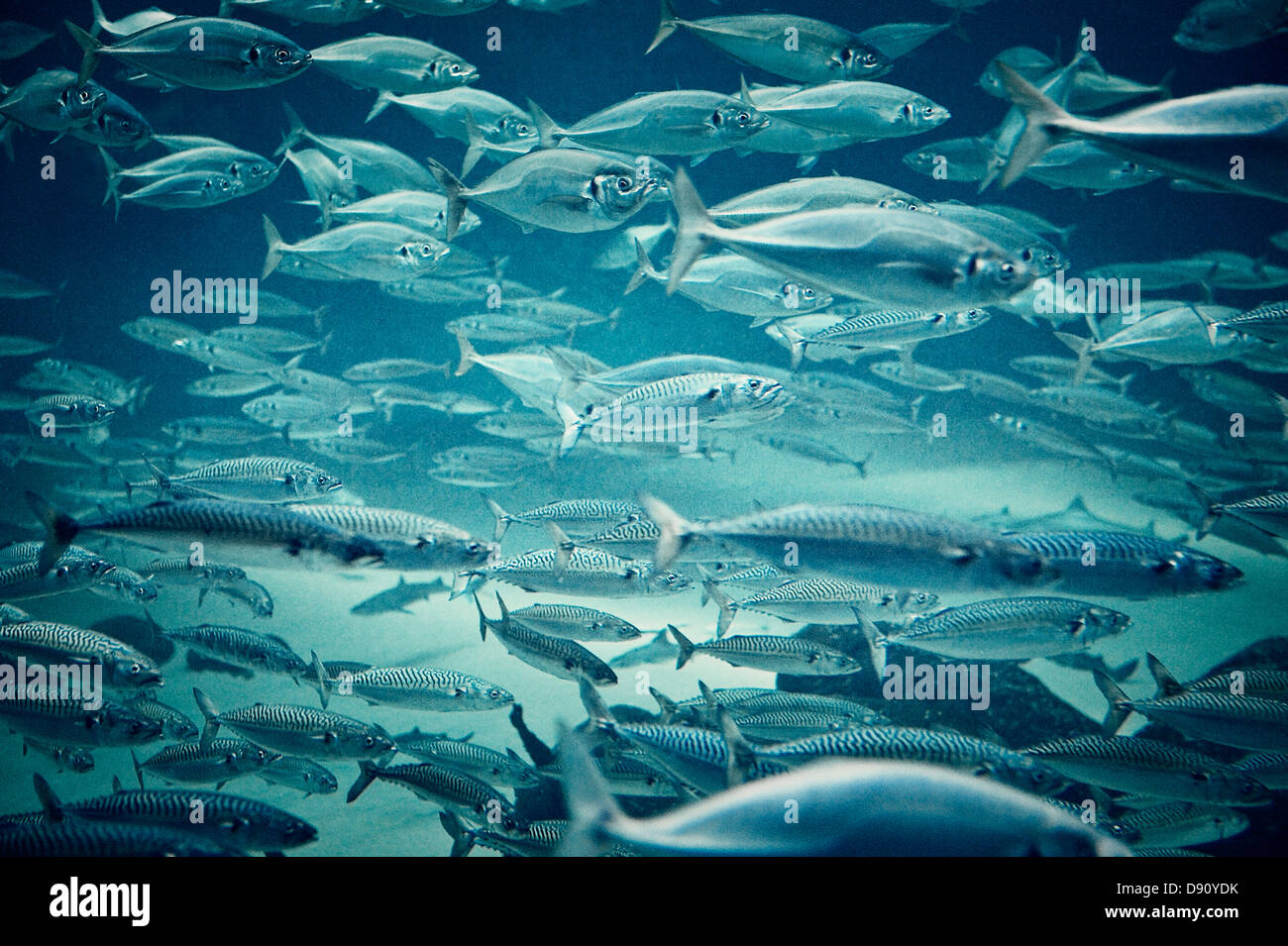 School of mackerel Stock Photo - Alamy
