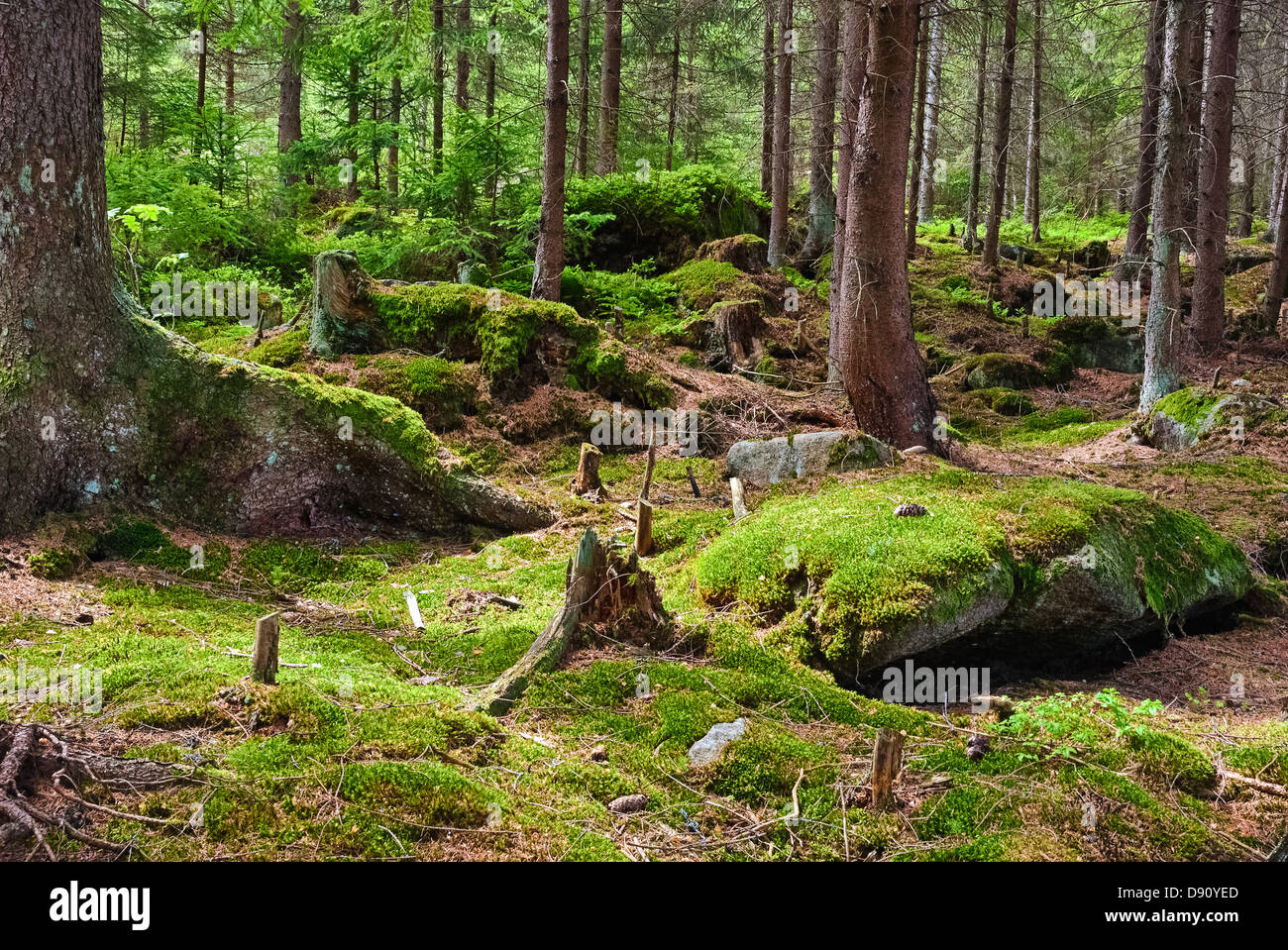 The primeval forest with mossed ground-HDR Stock Photo - Alamy