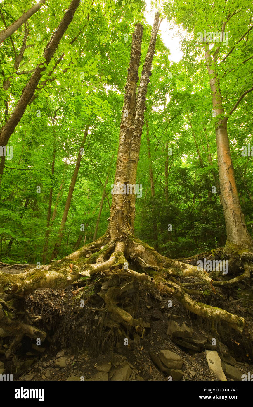 Tree with exposed roots in a forest Stock Photo - Alamy