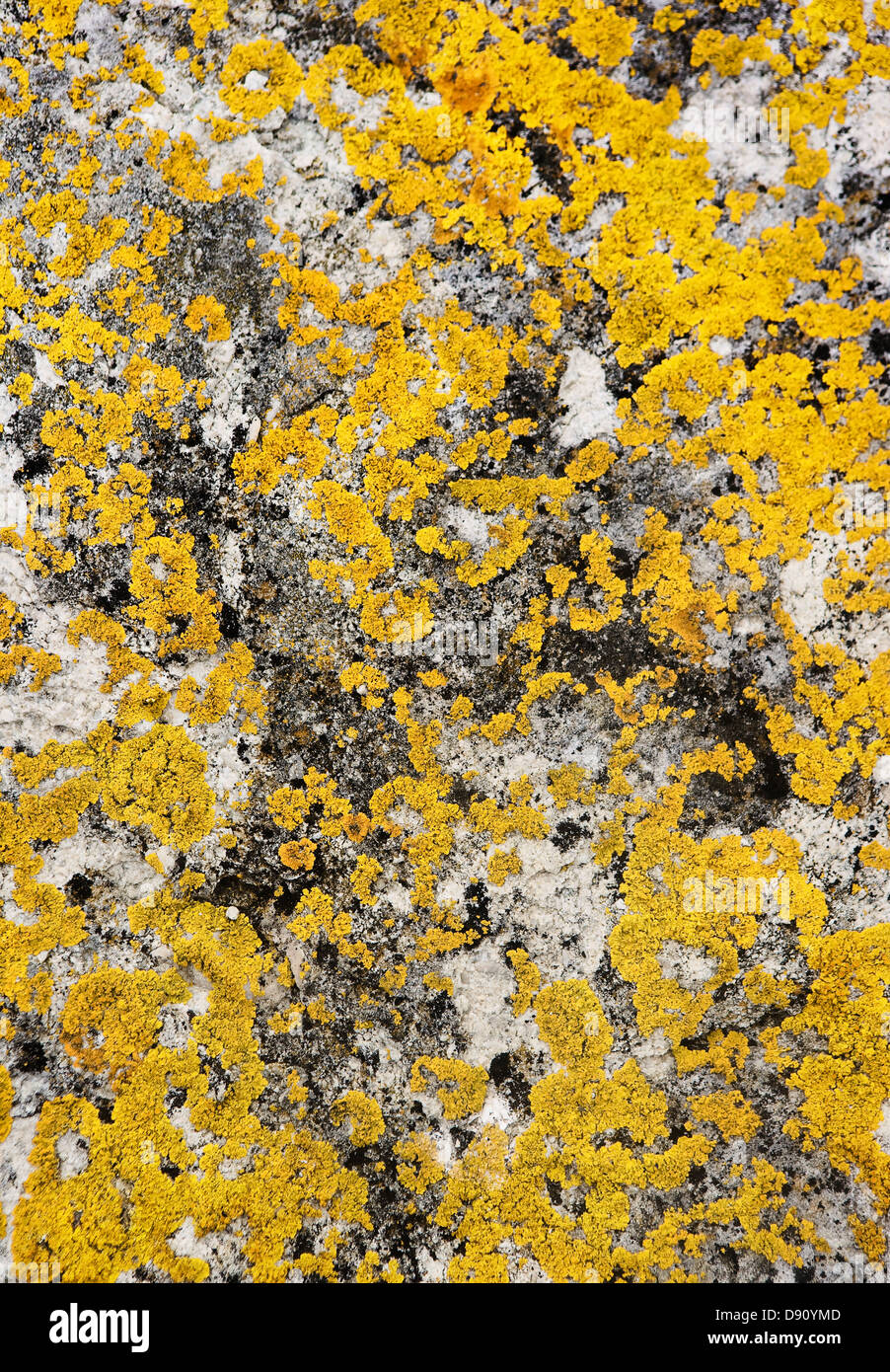 Yellow lichen growth hi-res stock photography and images - Alamy