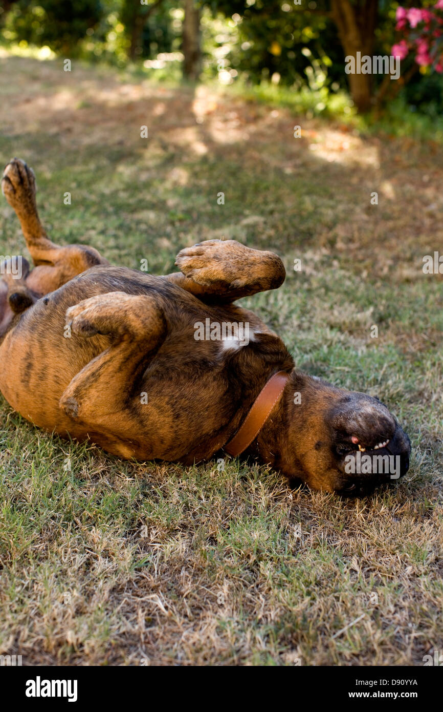 Dog and piggyback hi-res stock photography and images - Alamy