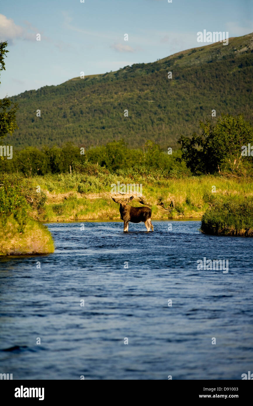 Moose river hi-res stock photography and images - Alamy