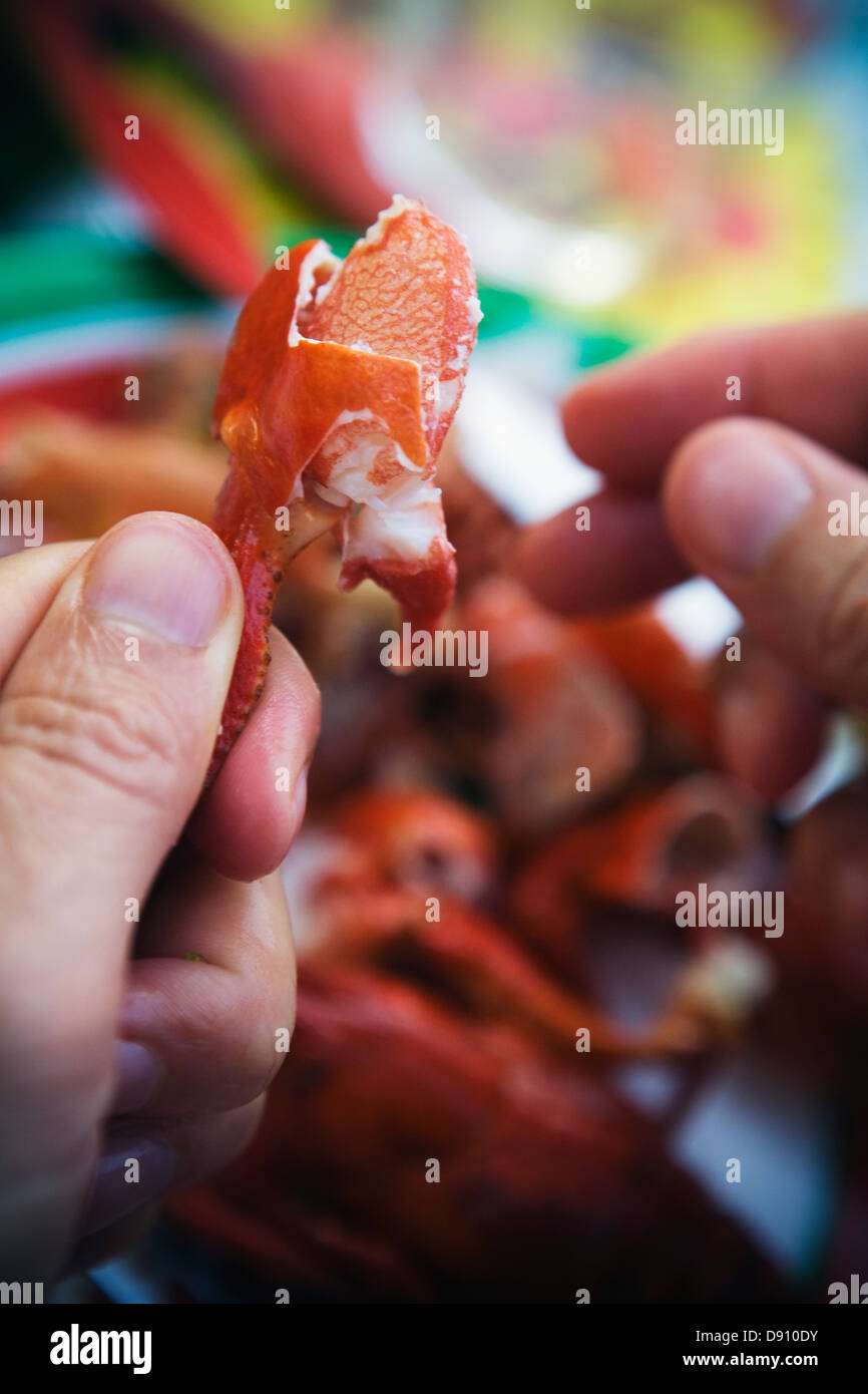 Human hand crayfish hi-res stock photography and images - Alamy