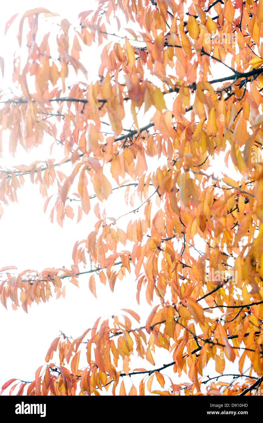 Cherry tree autumn colours hi-res stock photography and images - Alamy