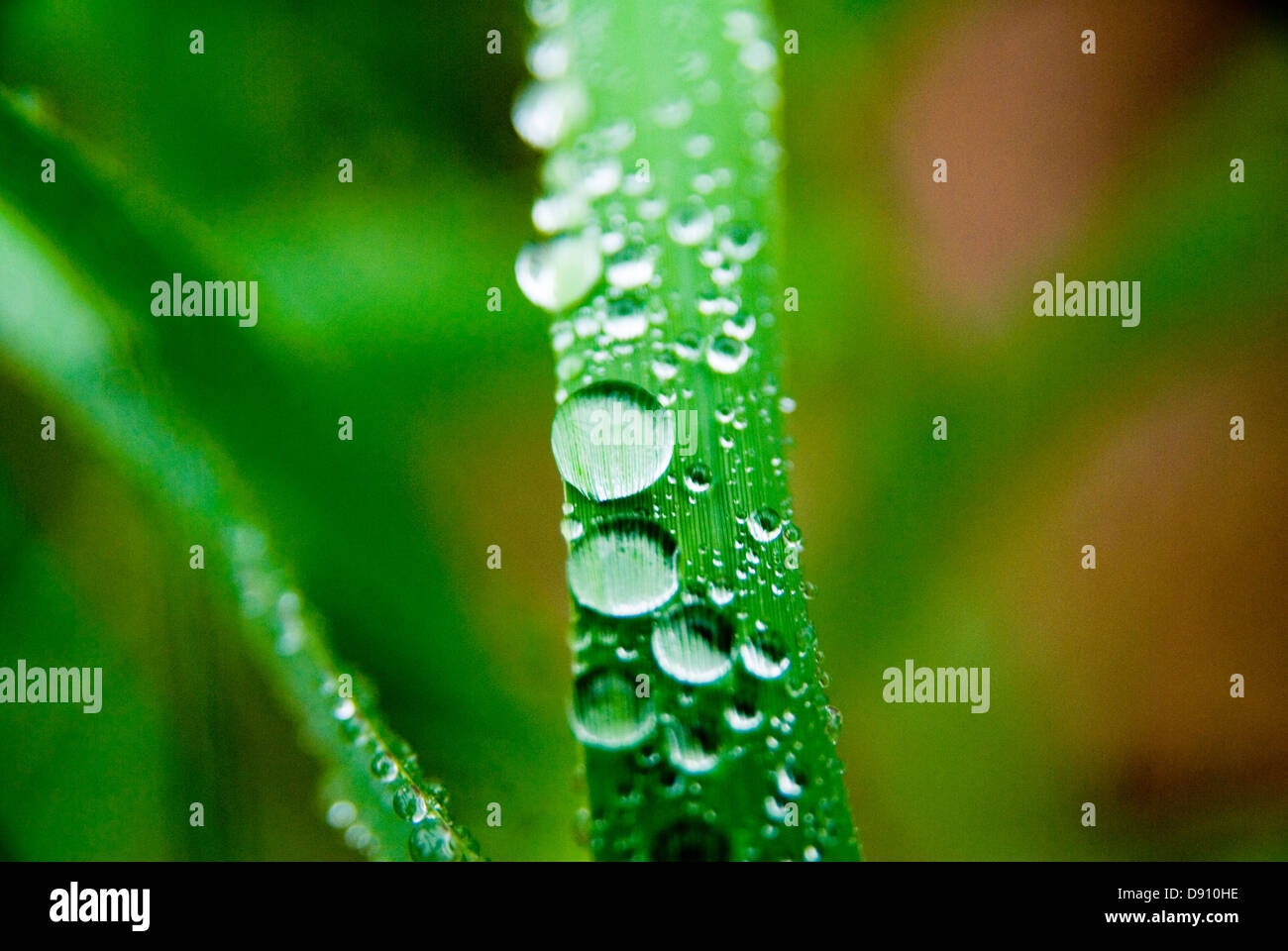 Drops dew grass hi-res stock photography and images - Alamy