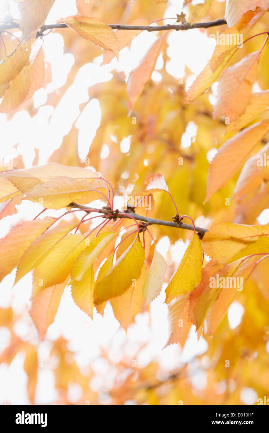 Cherry tree autumn colours hi-res stock photography and images - Alamy